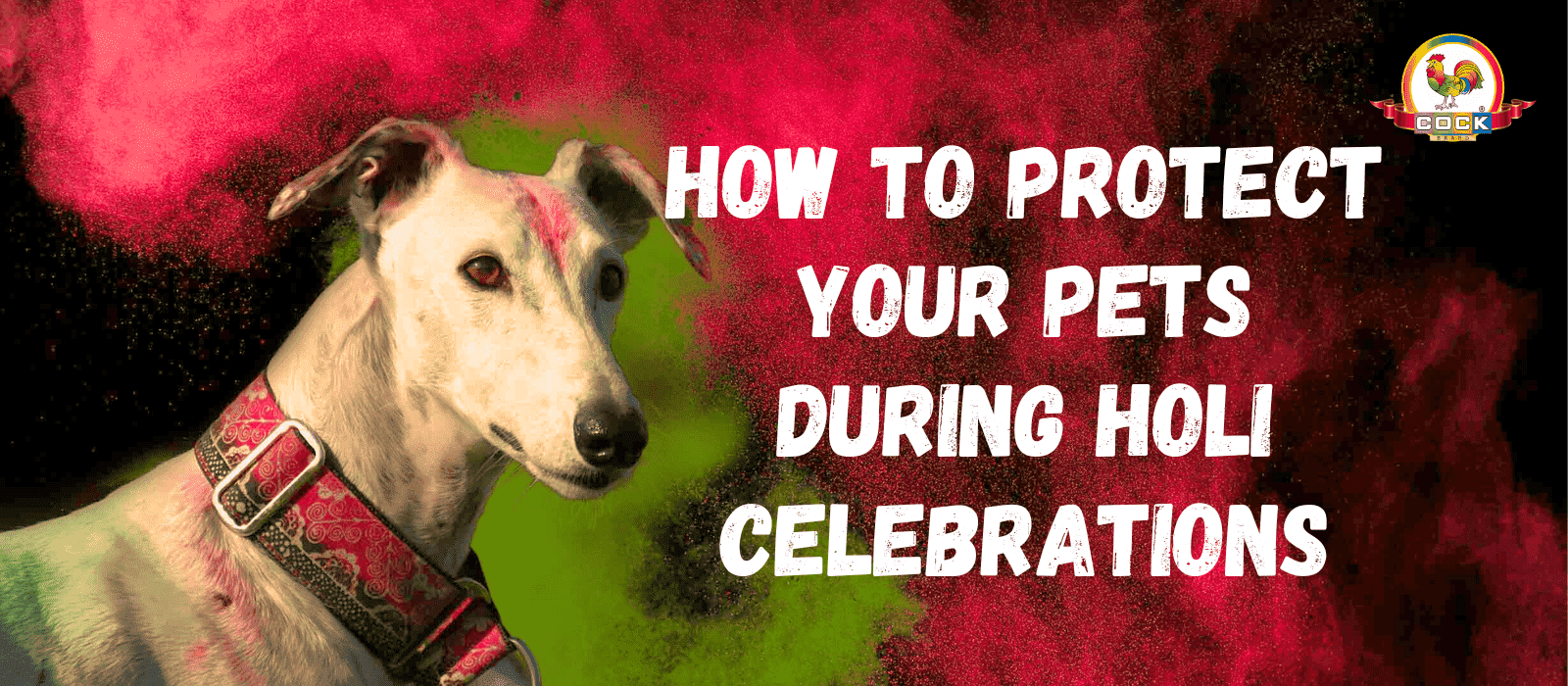 How to Protect Your Pets During Holi Celebration | Best Tips